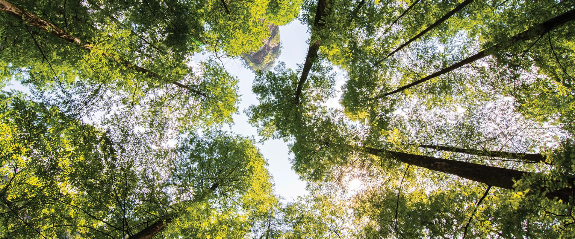 Home | Forest Financial Planning Group, LLC